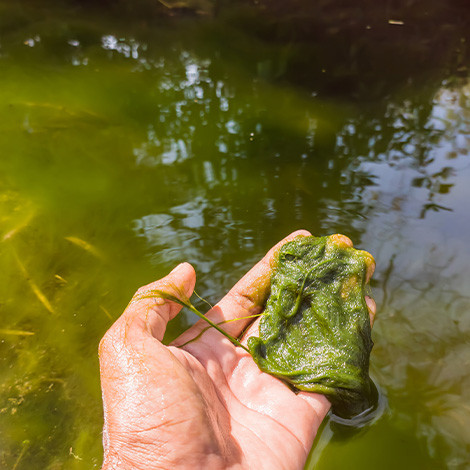 Why Does Algae Grow in Ponds? - The Pond Guy
