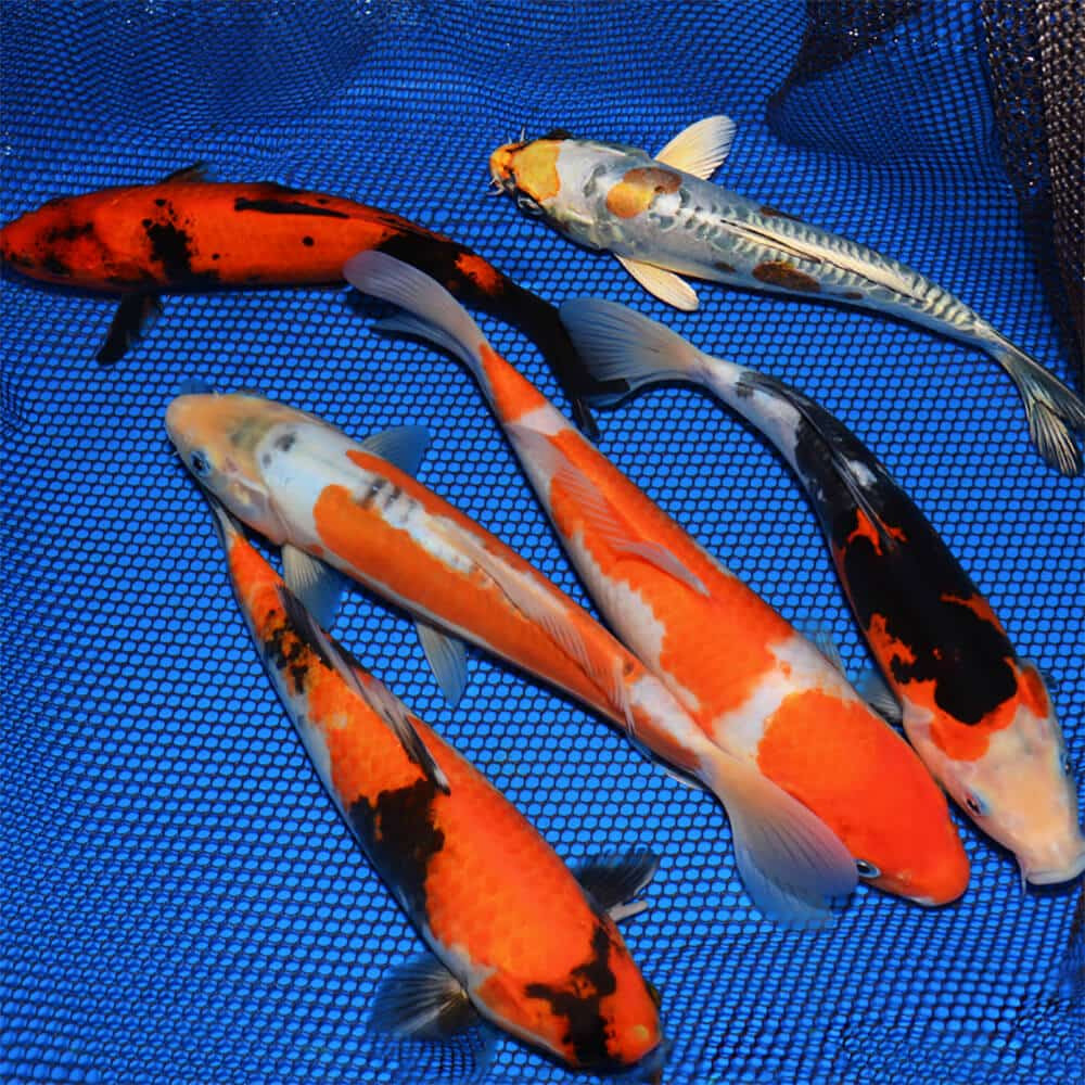 Choice Grade Package | Koi Fish For Sale | The Pond Guy