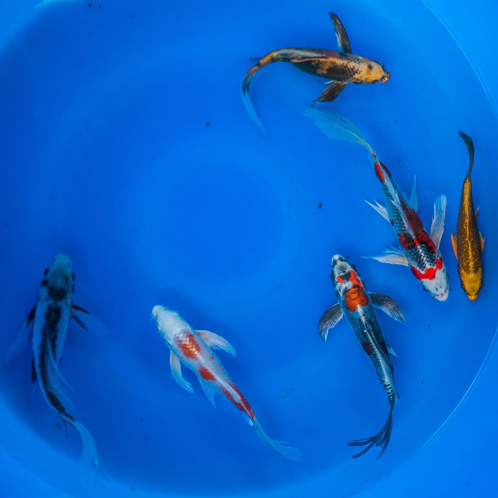 Butterfly Koi Fish Aerial View 22" Orenji Ogon Butterfly Koi