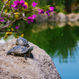Why Are Ponds Important to the Environment? - The Pond Guy