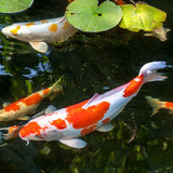 How Long Do Koi Fish Live? - The Pond Guy