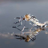 Lake & Pond Mosquito Control - The Pond Guy