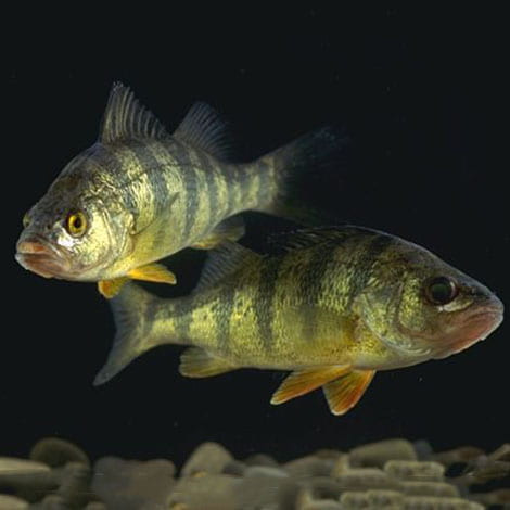 Is there anything special I need to do to stock my pond this spring ...