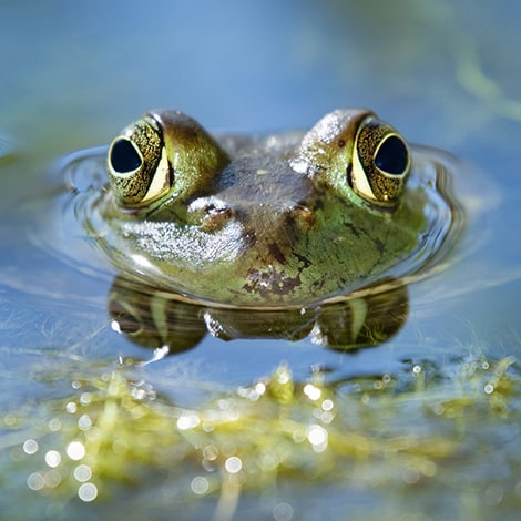 What Do Pond Frogs Eat? - The Pond Guy