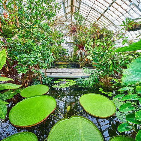 Tropical Greenhouse Fish Ponds - The Pond Guy