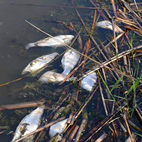 Signs of a Winter Fish Kill - The Pond Guy
