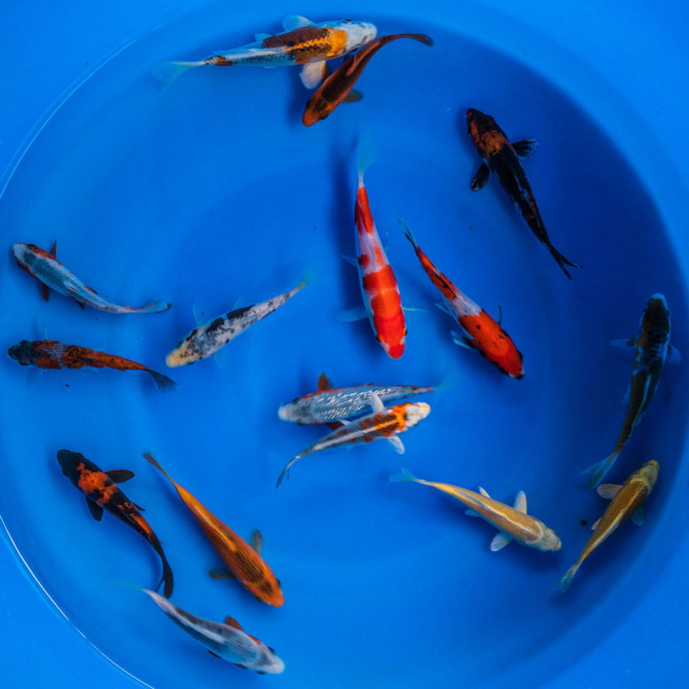 4-6" Japanese Standard Fin Koi Packages | The Pond Guy