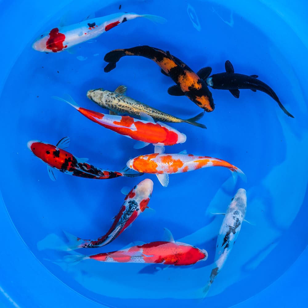 8-10" Japanese Standard Fin Koi Packages | The Pond Guy