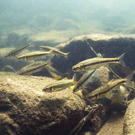 Common Types of Baitfish - The Pond Guy