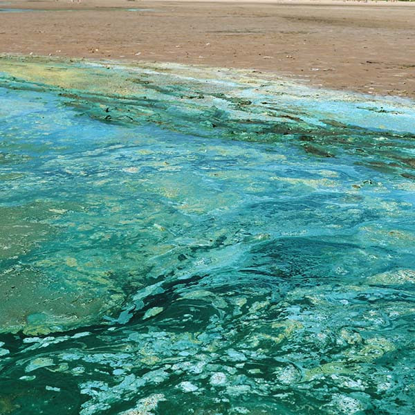How Officials Control Harmful Algal Blooms (HABs) - The Pond Guy