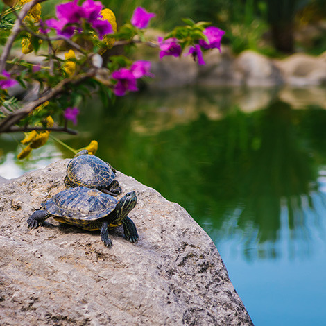 Why Are Ponds Important to the Environment? - The Pond Guy