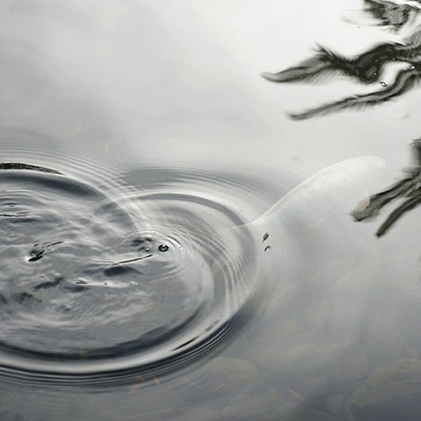 The Importance of Fish Habitat Structures - The Pond Guy