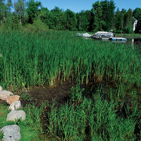 How to Get Rid of Cattails - The Pond Guy