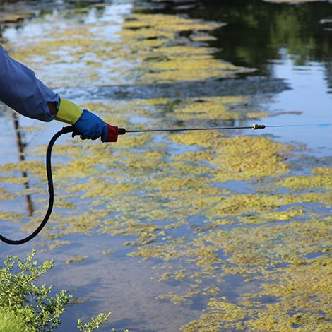 How Aquatic Herbicides Work - The Pond Guy