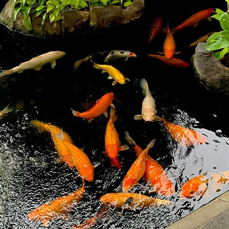 What Is a Gravity Pond Filter? - The Pond Guy