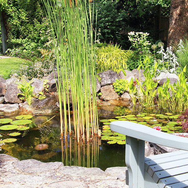 Which Plants Are Best for a Small Pond? - The Pond Guy