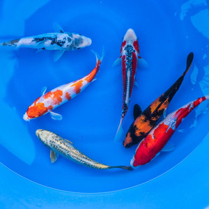 Koi Predator Control