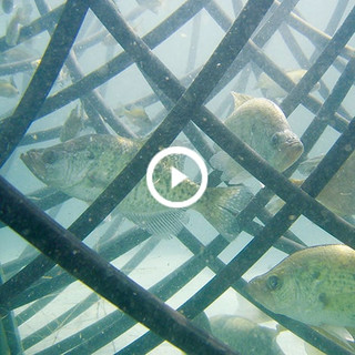 How to Create Fish Habitat - The Pond Guy