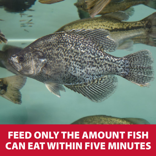 Game Fish Grower Fish Food | The Pond Guy