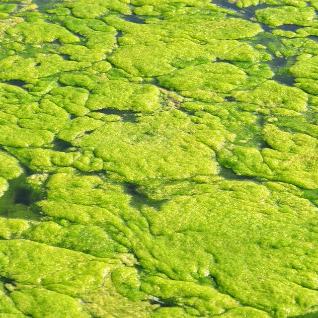Pond Dye: The Essential Guide - The Pond Guy