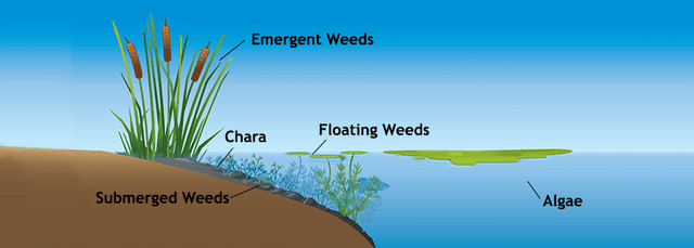 Pond Weed Identification | Pond Weed Types | The Pond Guy