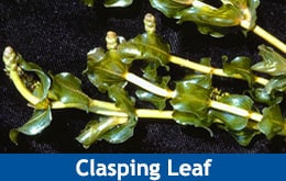 Pond Weed Identification | Pond Weed Types | The Pond Guy