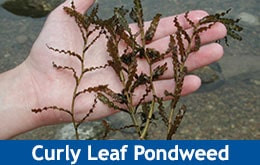 Pond Weed Identification | Pond Weed Types | The Pond Guy