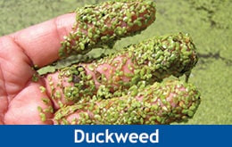 Pond Weed Identification | Pond Weed Types | The Pond Guy