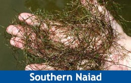Pond Weed Identification | Pond Weed Types | The Pond Guy