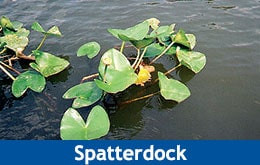 Pond Weed Identification | Pond Weed Types | The Pond Guy