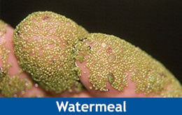 Pond Weed Identification | Pond Weed Types | The Pond Guy