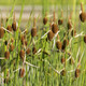 Dwarf Cattails | Cattails for Sale Online | The Pond Guy