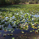 Jenlis Weed Razer Pro | Aquatic Weed Cutter | The Pond Guy