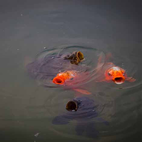 Fish Gasping for Air? Causes of Low Oxygen - The Pond Guy
