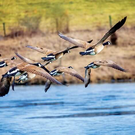 How to Deter Canada Geese - The Pond Guy