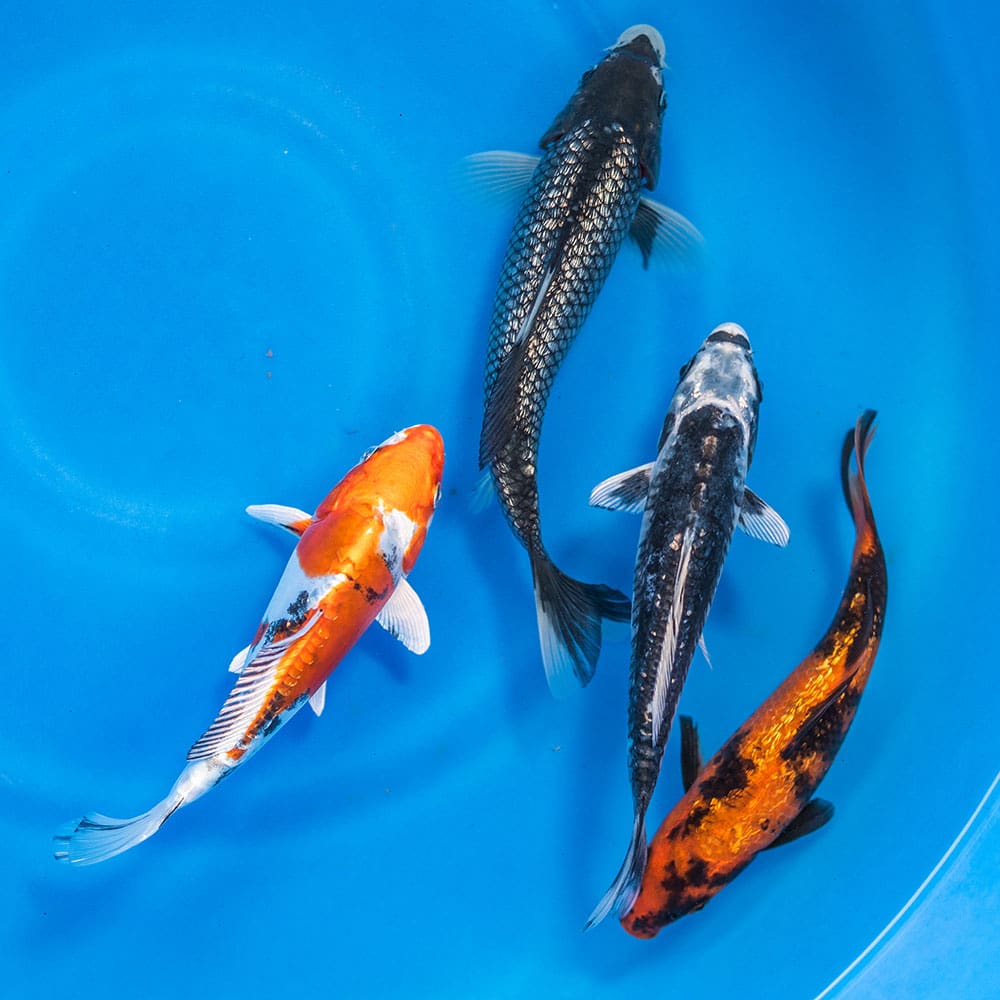 8-10" Japanese Standard Fin Koi Packages | The Pond Guy