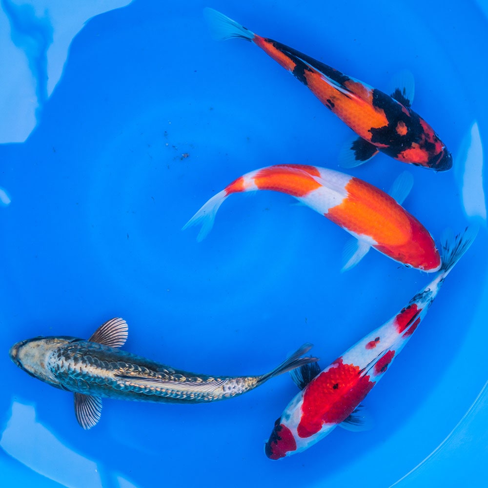 10-12" Japanese Standard Fin Koi Packages | The Pond Guy