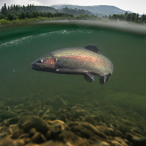 What Are the Best Cold-Water Fish for My Lake? - The Pond Guy