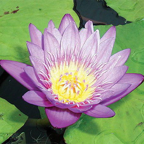 How do I overwinter my tropical lilies? - The Pond Guy