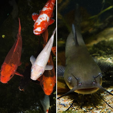 Is Hard or Soft Water Better for Fish? - The Pond Guy