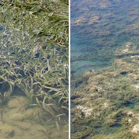 Common Pond Weeds - The Pond Guy