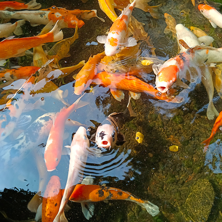 Live Koi Fish Swimming