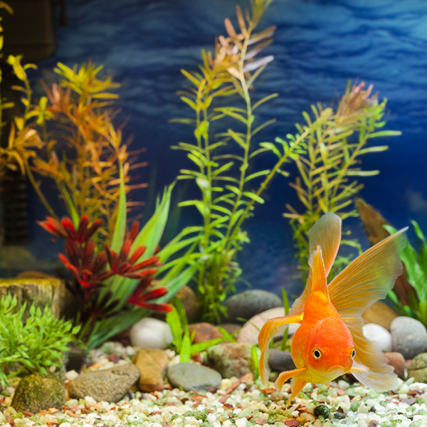How to Quarantine Fish in a Hospital Tank - The Pond Guy