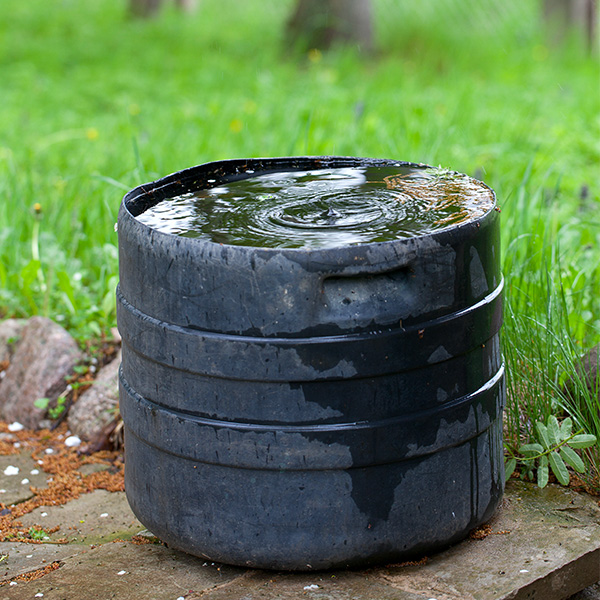 What is the Mosquito Bucket of Doom? - The Pond Guy