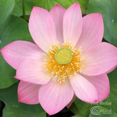 Pink Parfait | Pink Summer Lotus | The Pond GUy