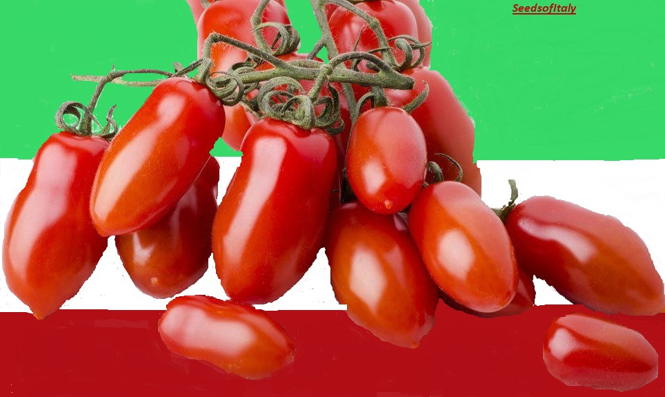 Rega Cherry Tomatoes 800g