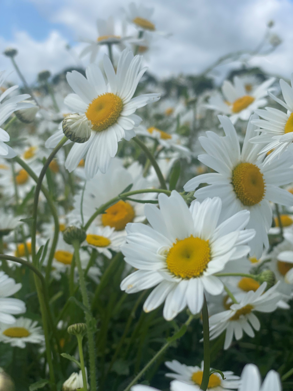 Pure Native Wildflowers Scented Mix 15g