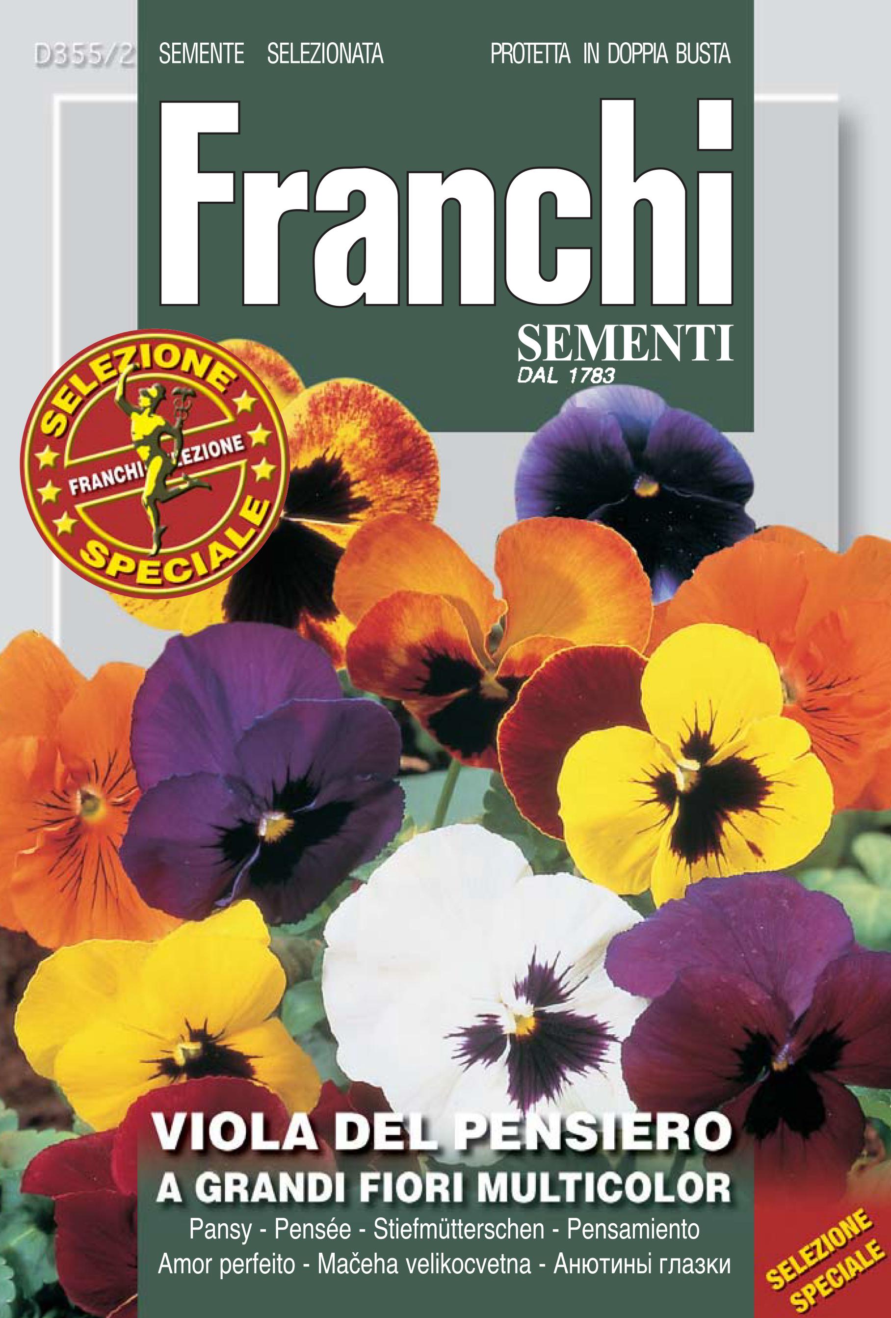 Pansey viola del pensiero mix grandi fiori