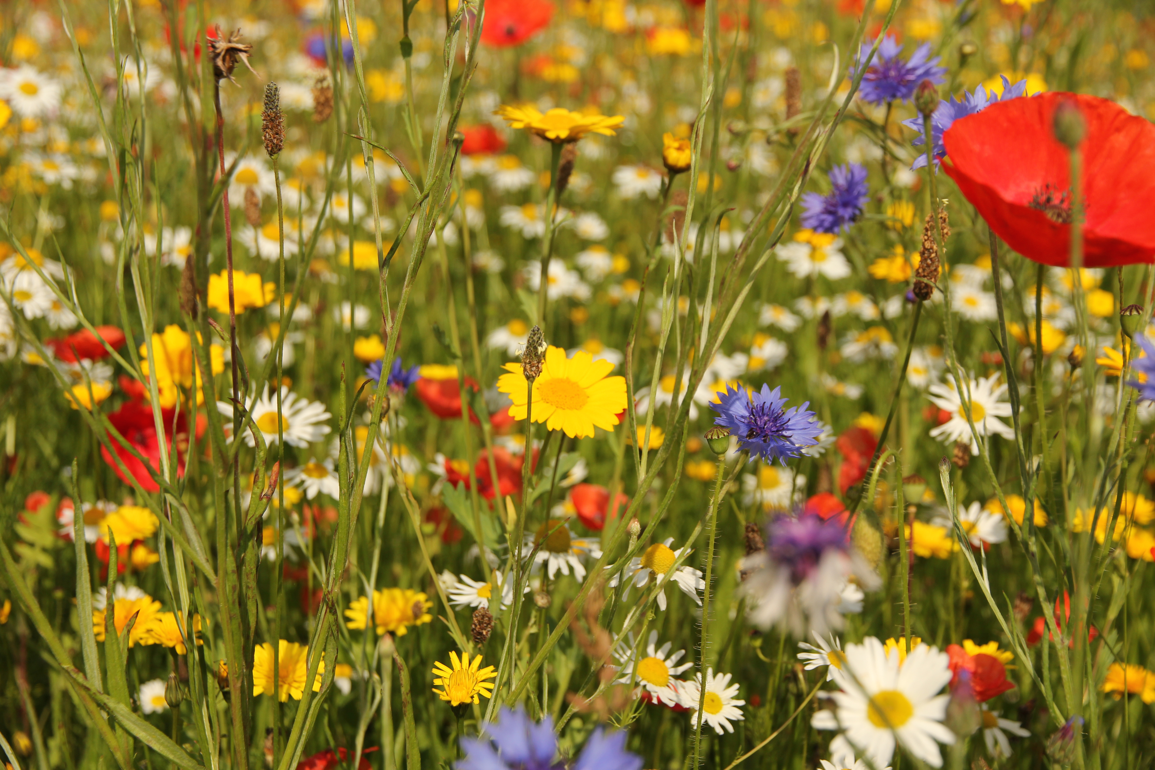 RHS October Wildflower Offer