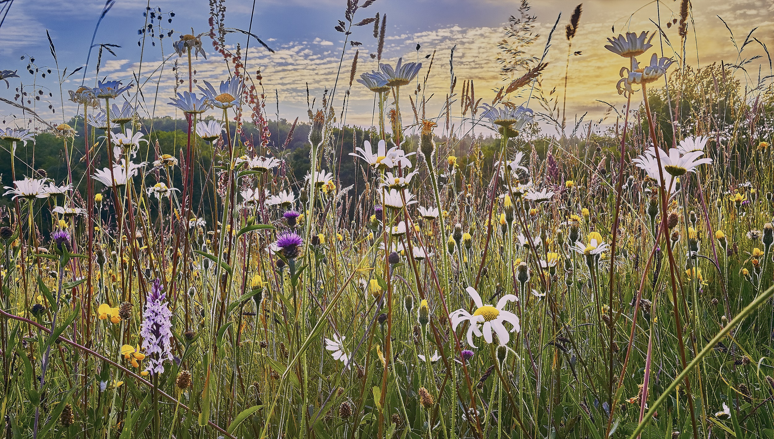 RHS October Wildflower Offer